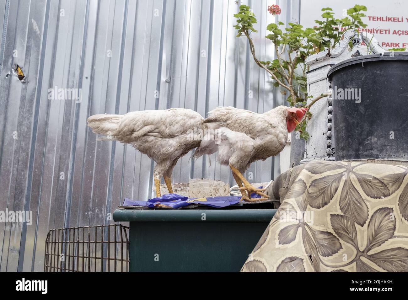 Hens on the wall hi-res stock photography and images - Alamy