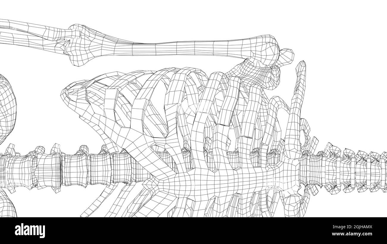 Human skeleton. Vector Stock Vector Image & Art - Alamy