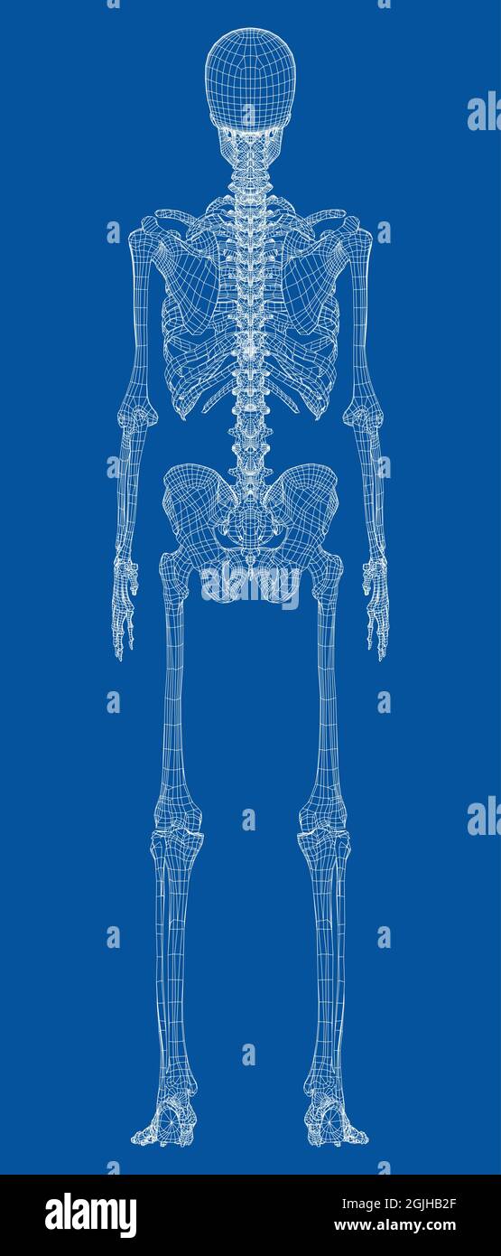 Human skeleton. Vector Stock Vector Image & Art - Alamy