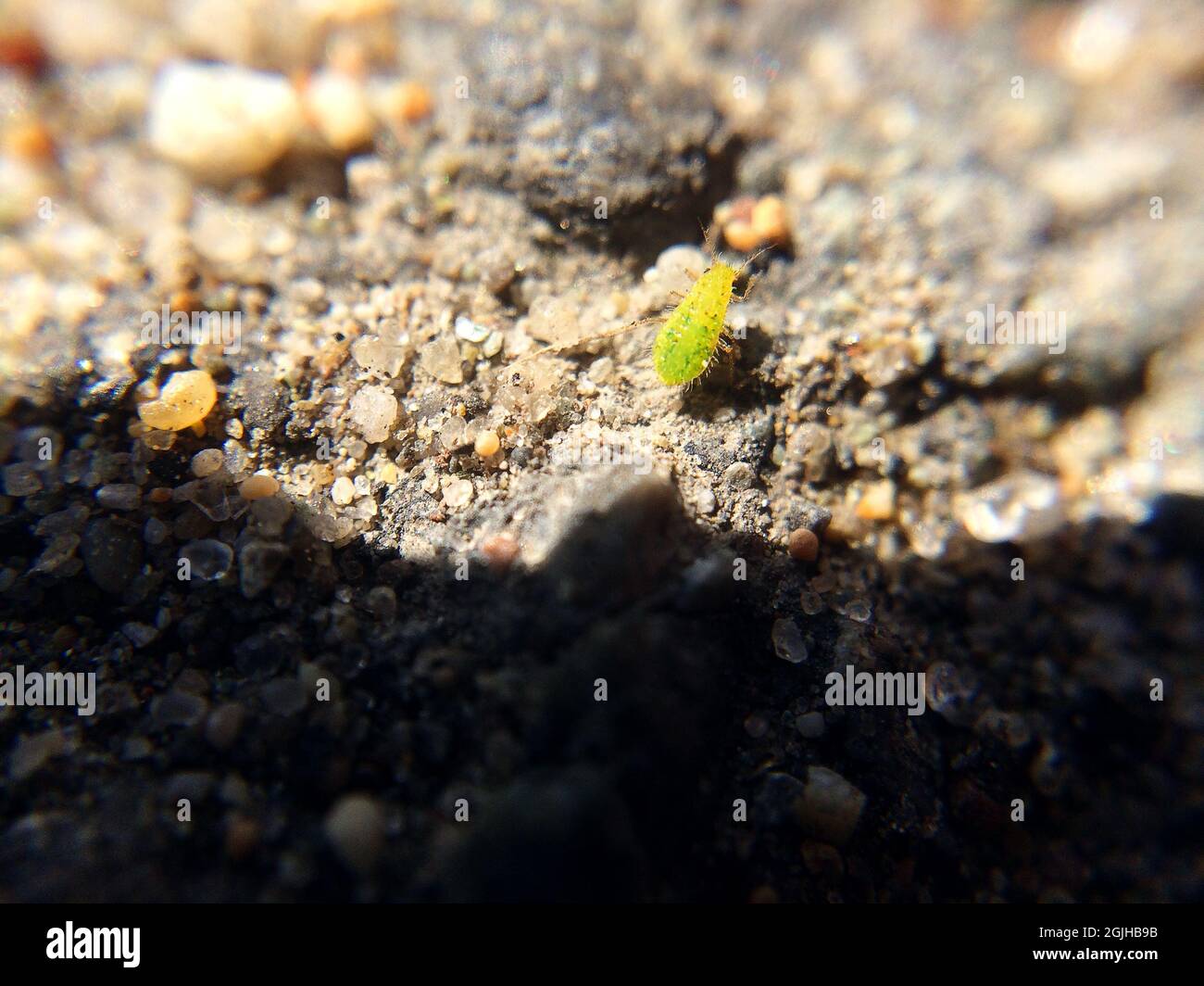 Little green bug sitting on the ground. Macro photography Stock Photo ...