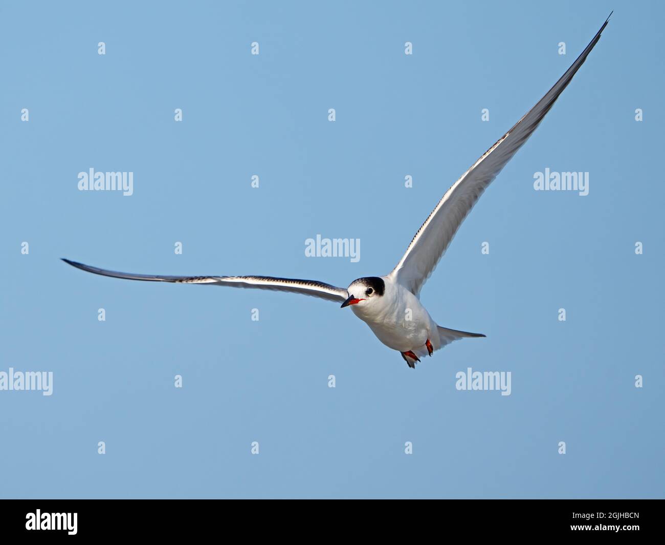 Common Tern in Flight against Blue Sky Stock Photo - Alamy