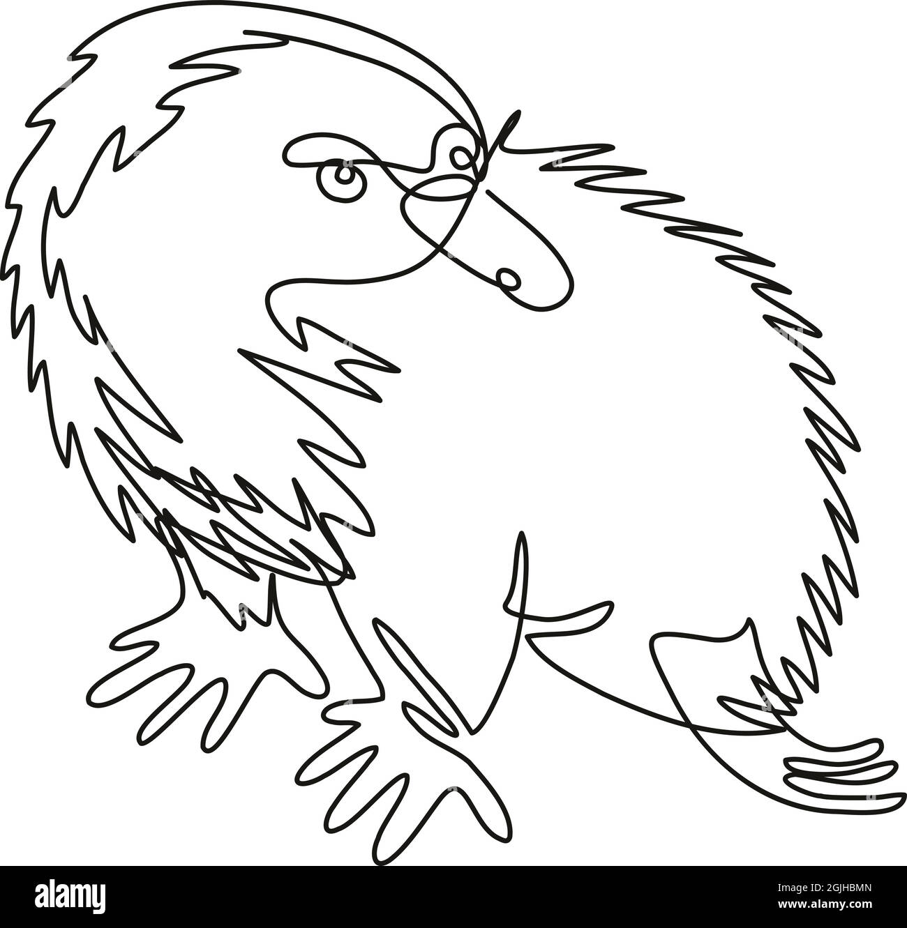 Spiny Anteater Drawing The Spiny Anteater, Or Echidna, Is A