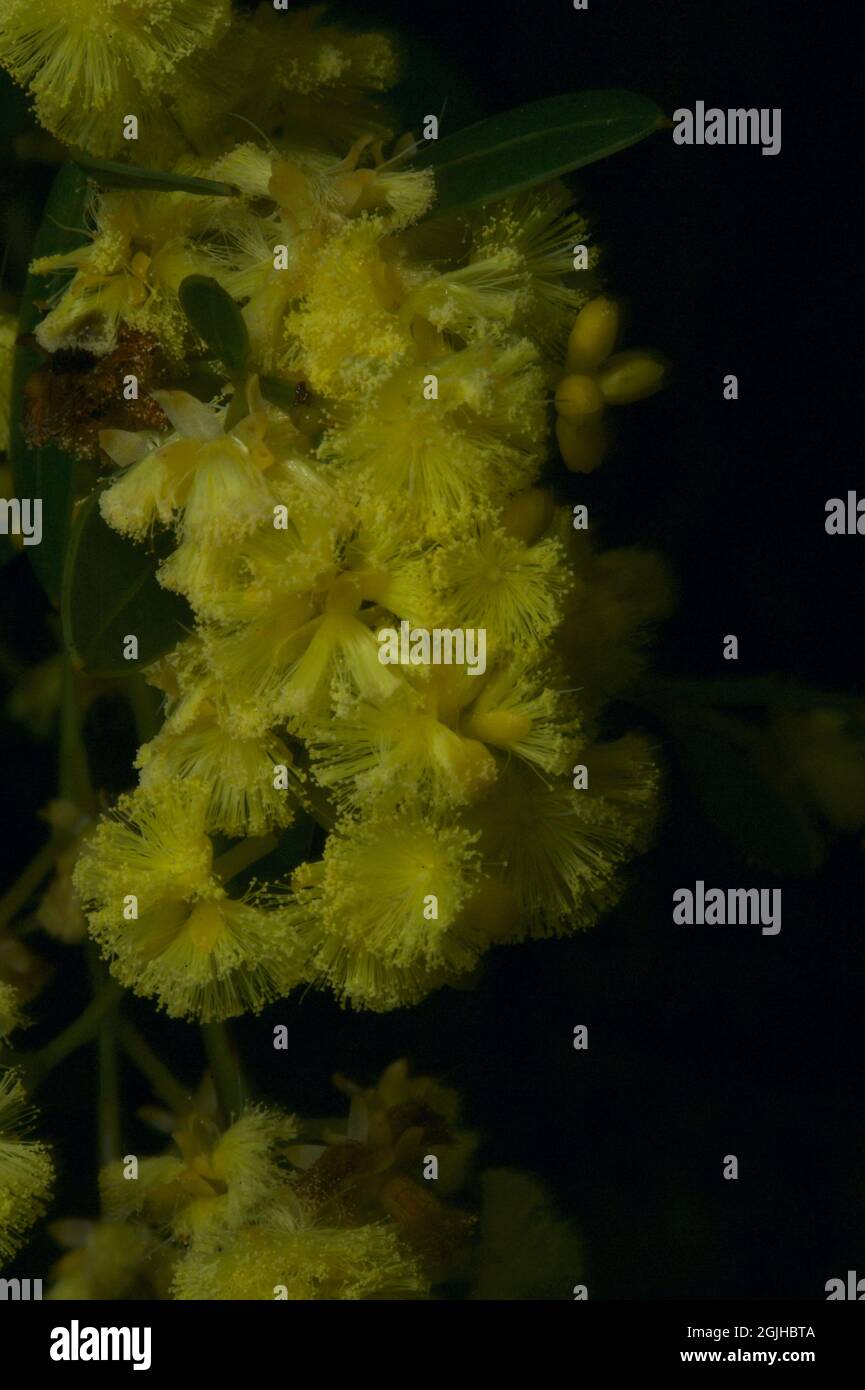 Acacia creek hi-res stock photography and images - Alamy