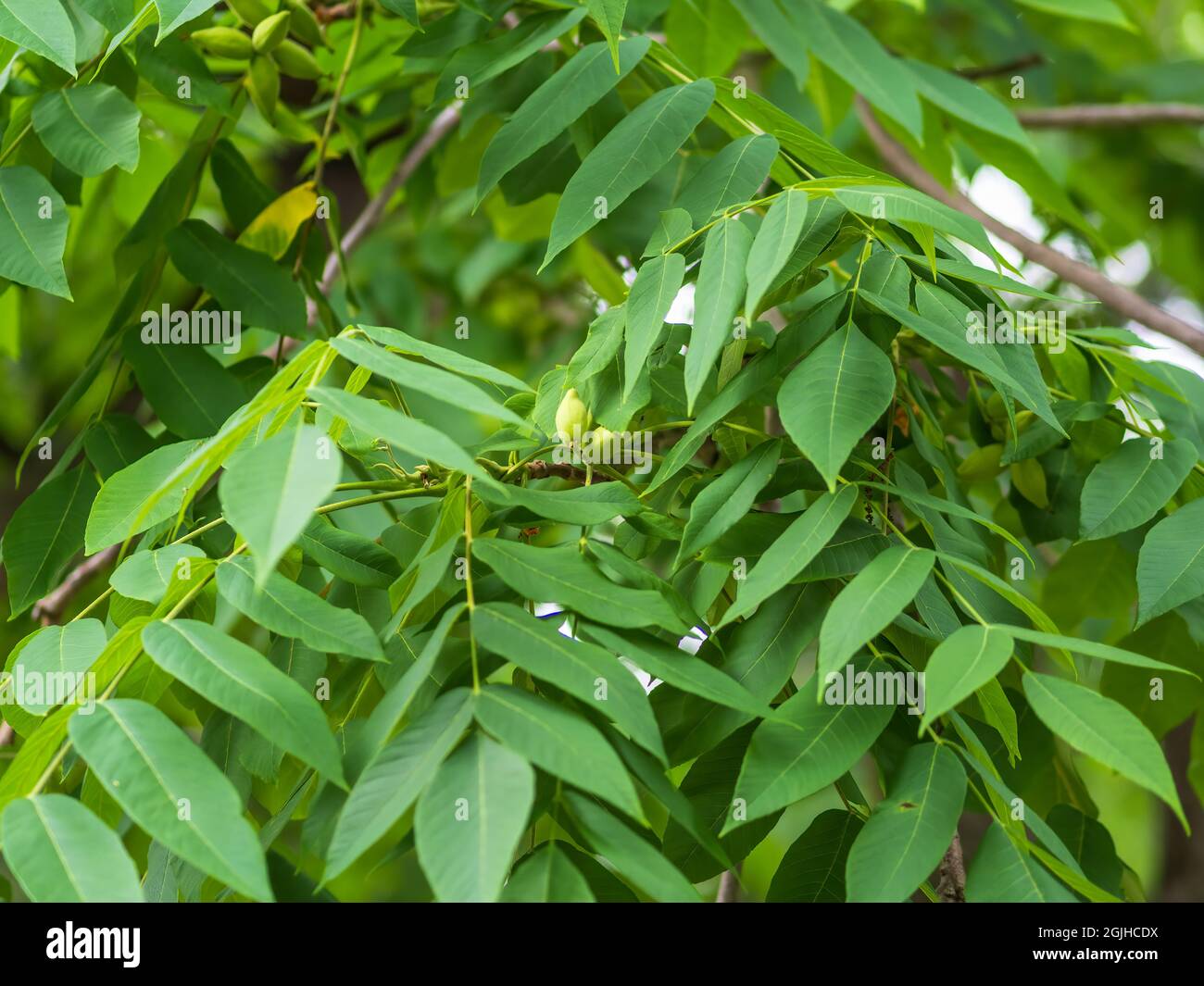 Branch with fresh green leaves of Juglans mandshurica, Manchurian ...