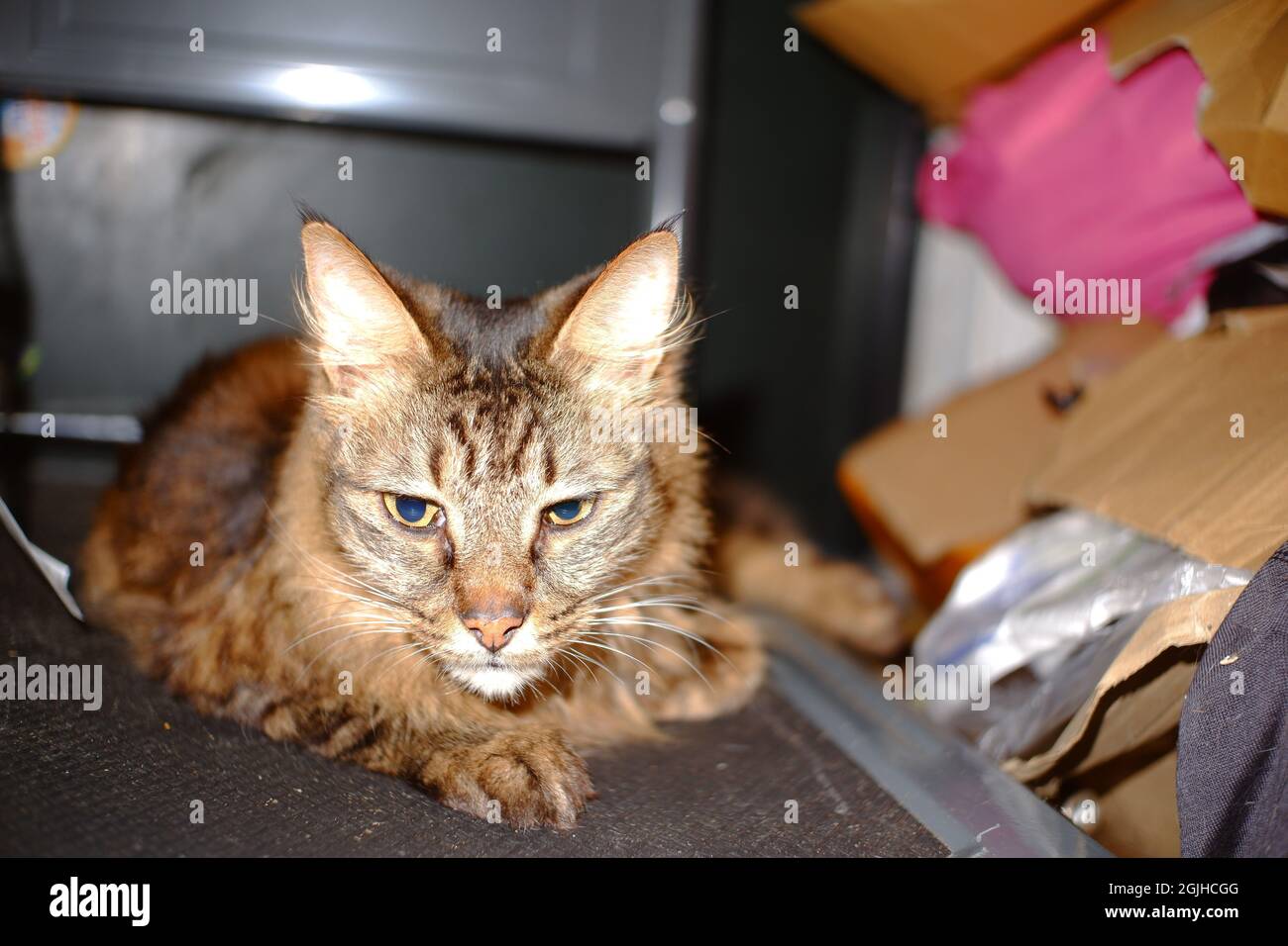 Long haired good looking tabby cat boy relaxing on the hand cart Stock ...
