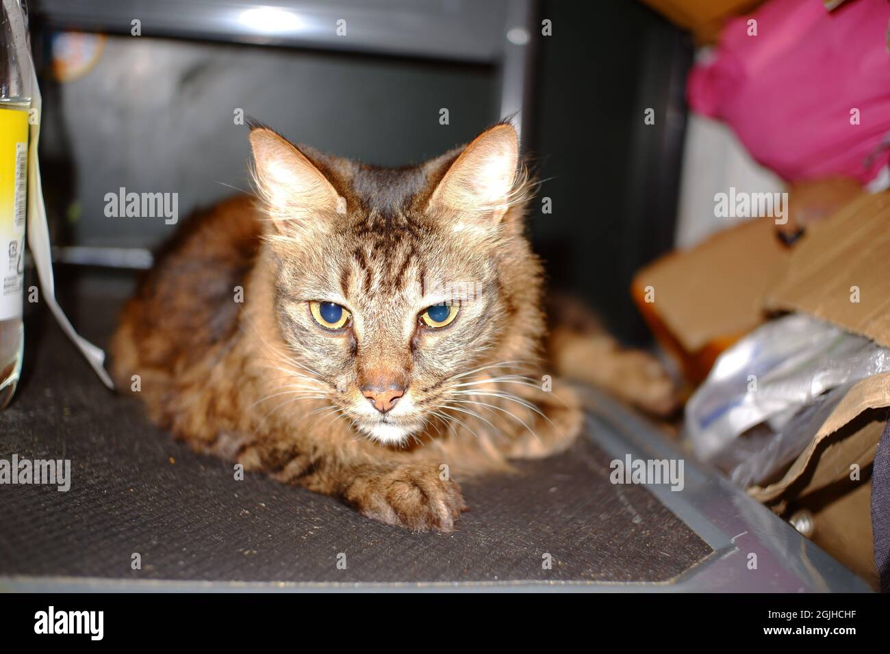 Long haired good looking tabby cat boy relaxing on the hand cart Stock ...