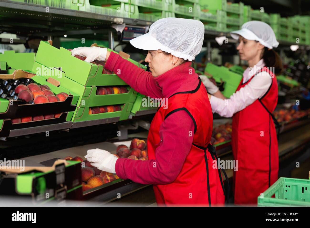 Focused woman working on fruit sorting line at warehouse, checking ...