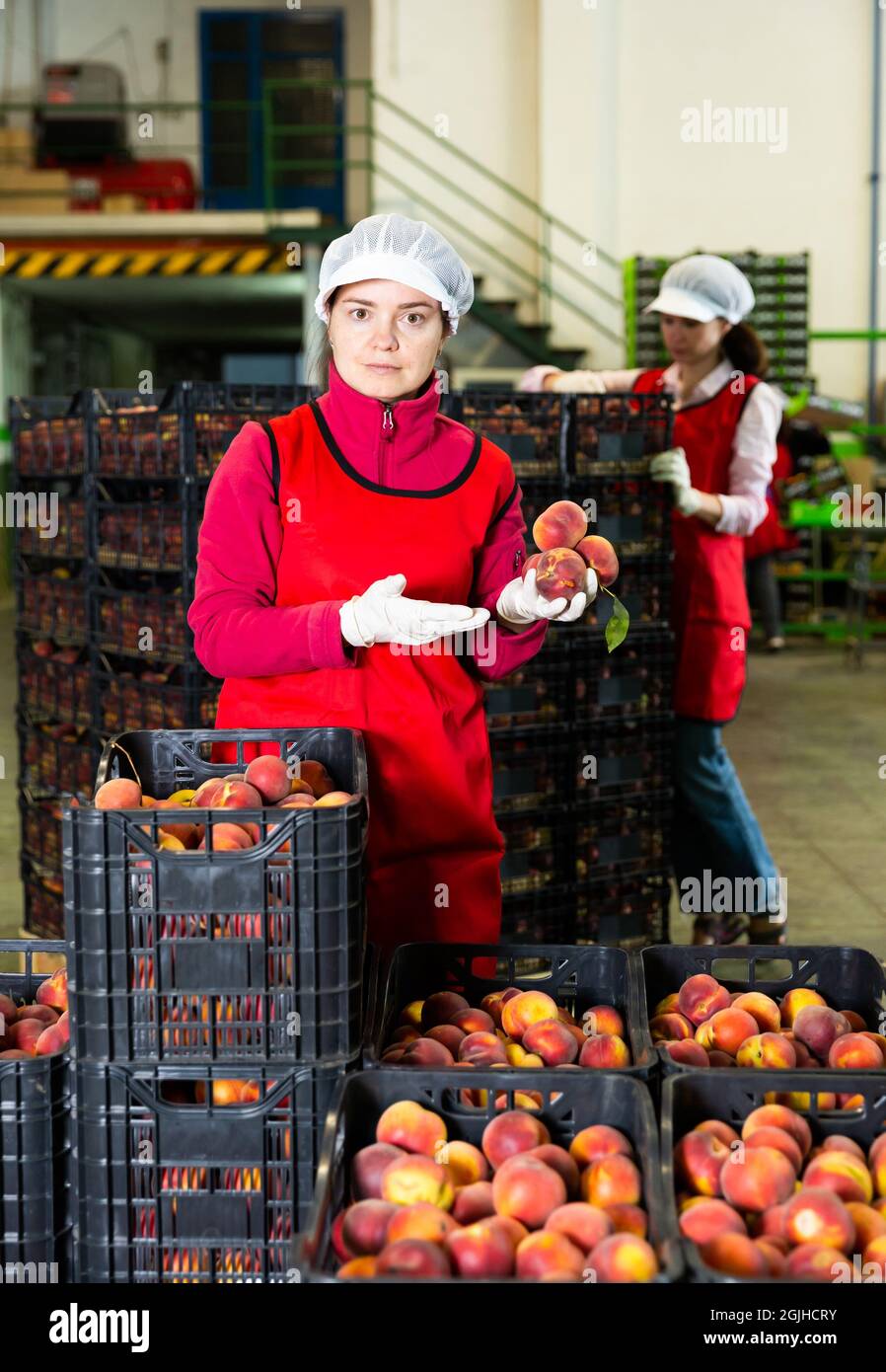 Women packaging harvested peaches Stock Photo - Alamy