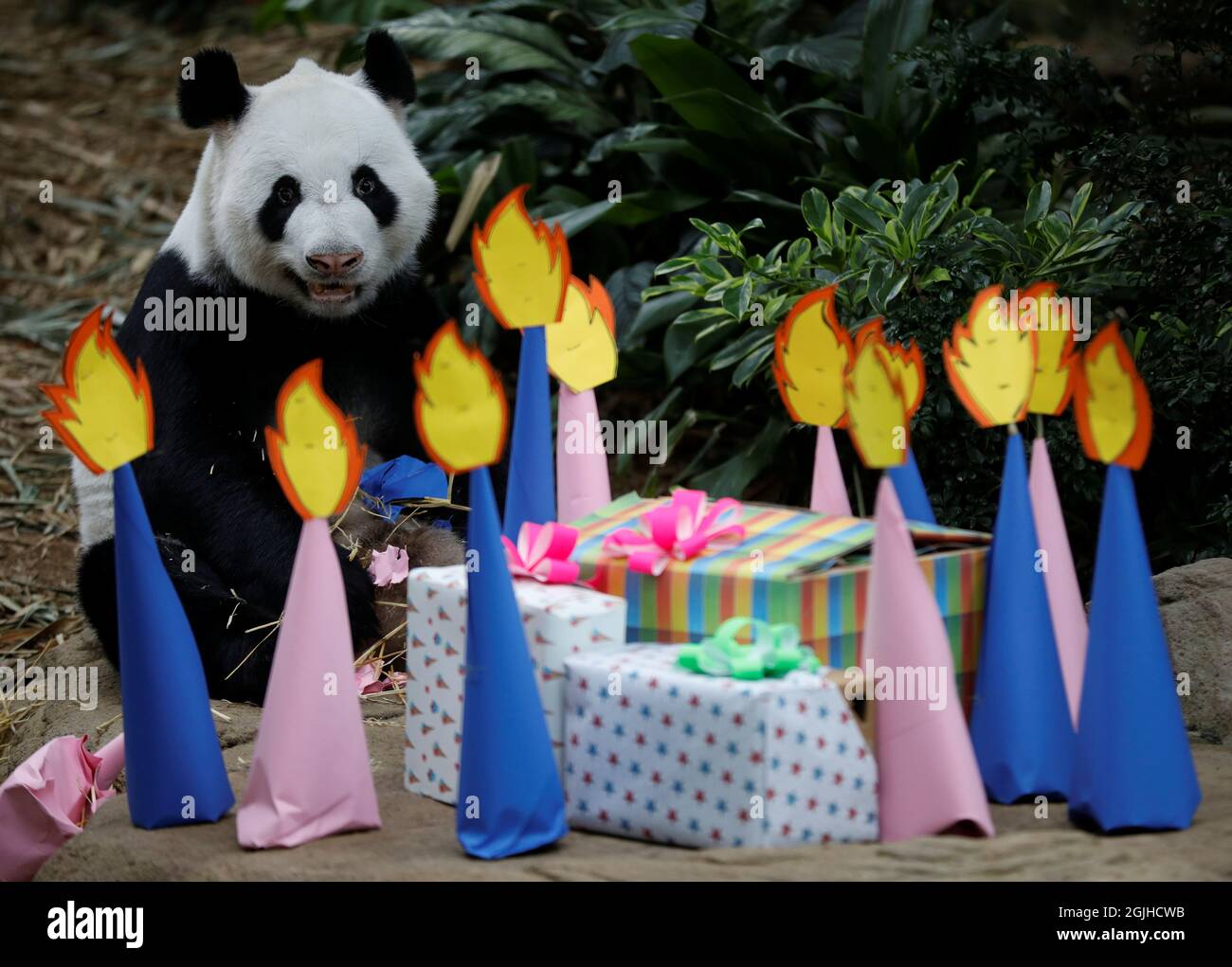 Giant panda kai kai hi-res stock photography and images - Alamy