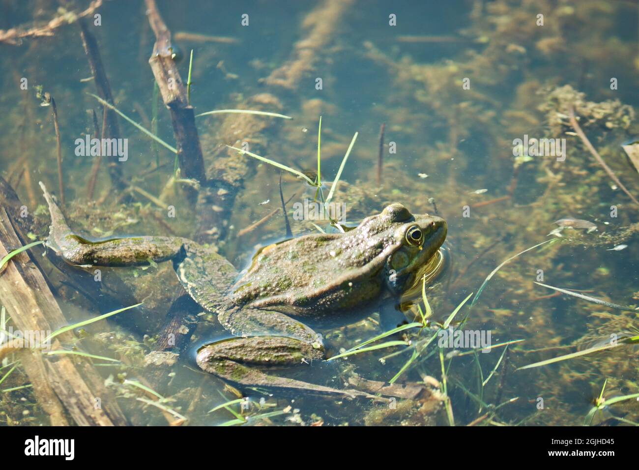 Beautiful frog in pond water, Marsh frog (Pelophylax ridibundus Stock ...