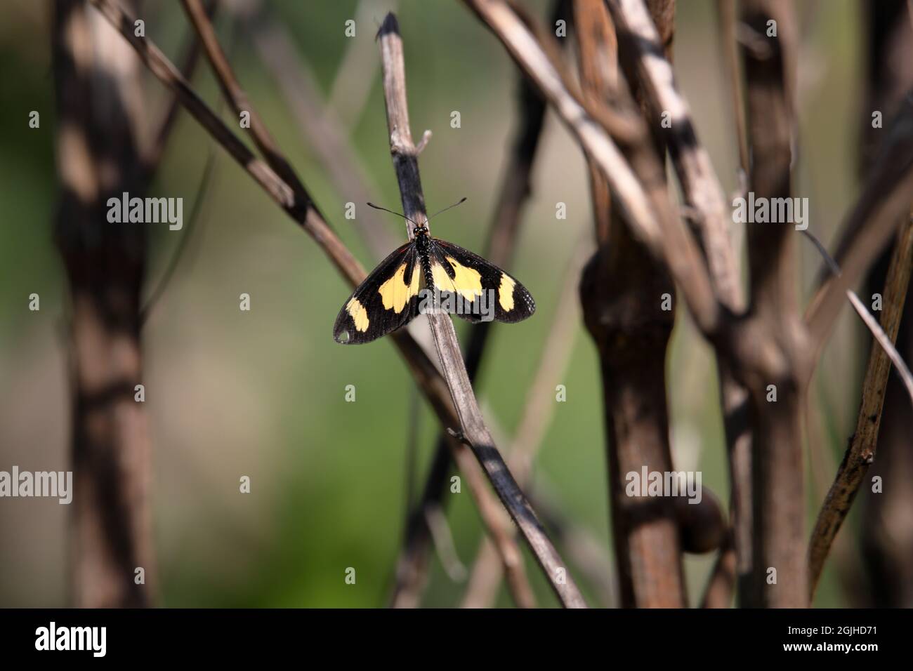 Yellow-banded Acraea cabira butterfly resting on a branch with open ...