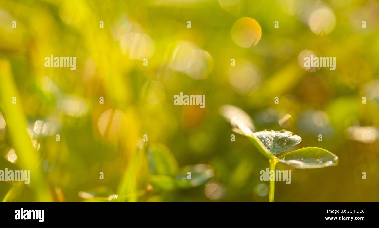 Green summer background, blurred grass and sunlight after rain Stock ...