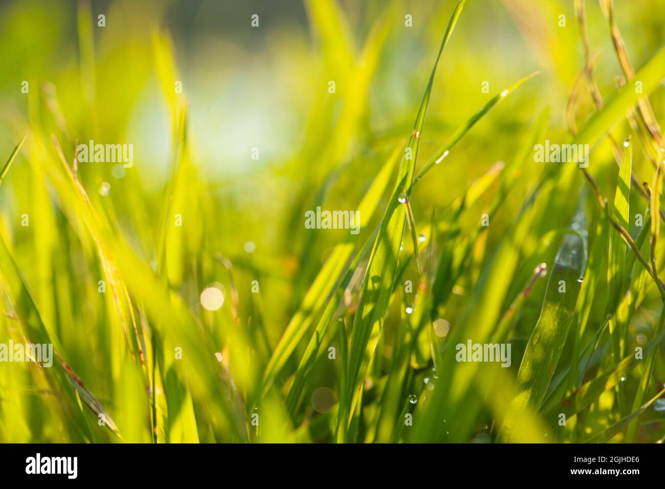 Green grass after rain, blurred green nature background Stock Photo - Alamy