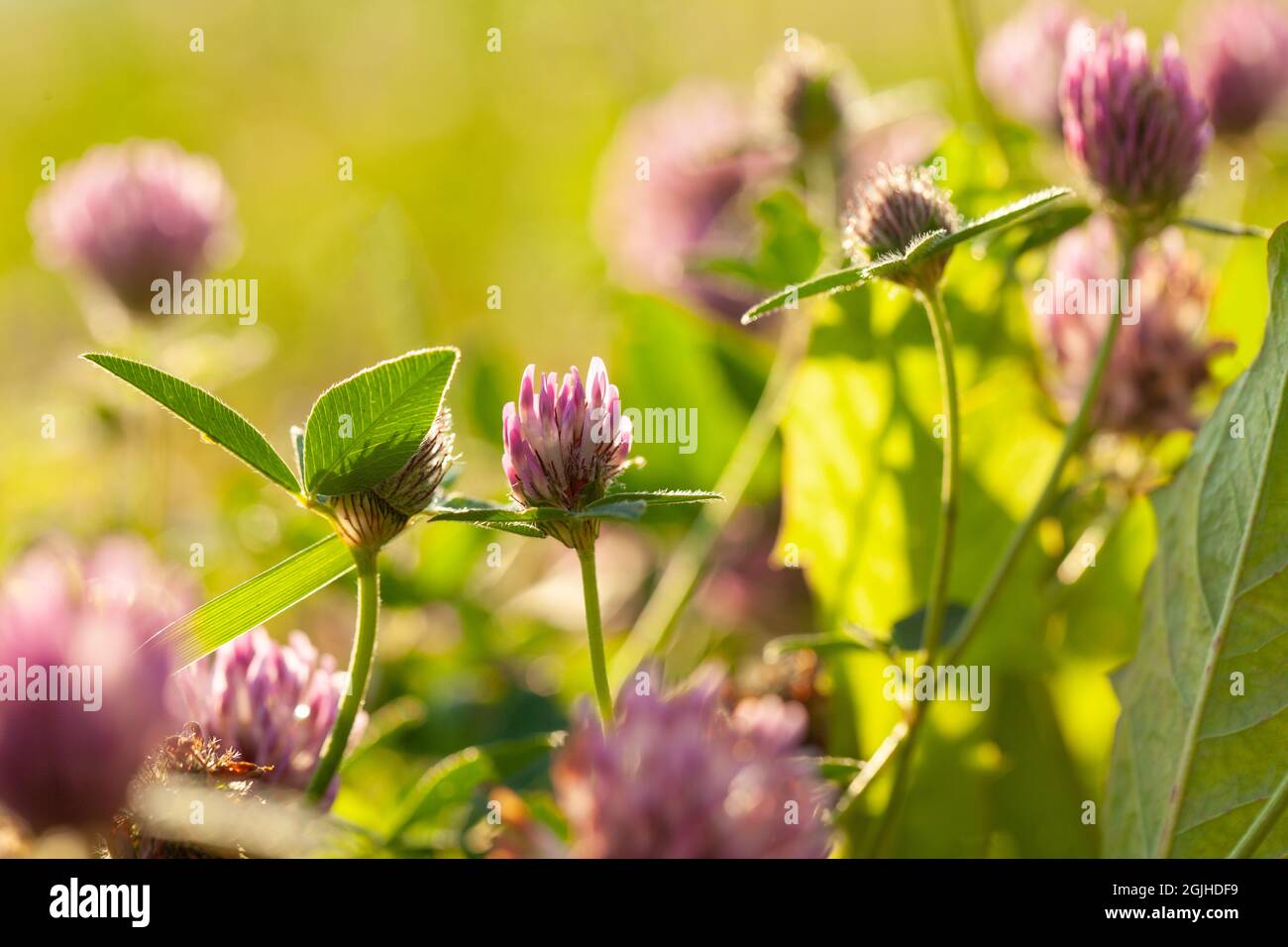 Flowering clover in meadow, clover flower lit by sunlight on blurred green grass in spring Stock ...