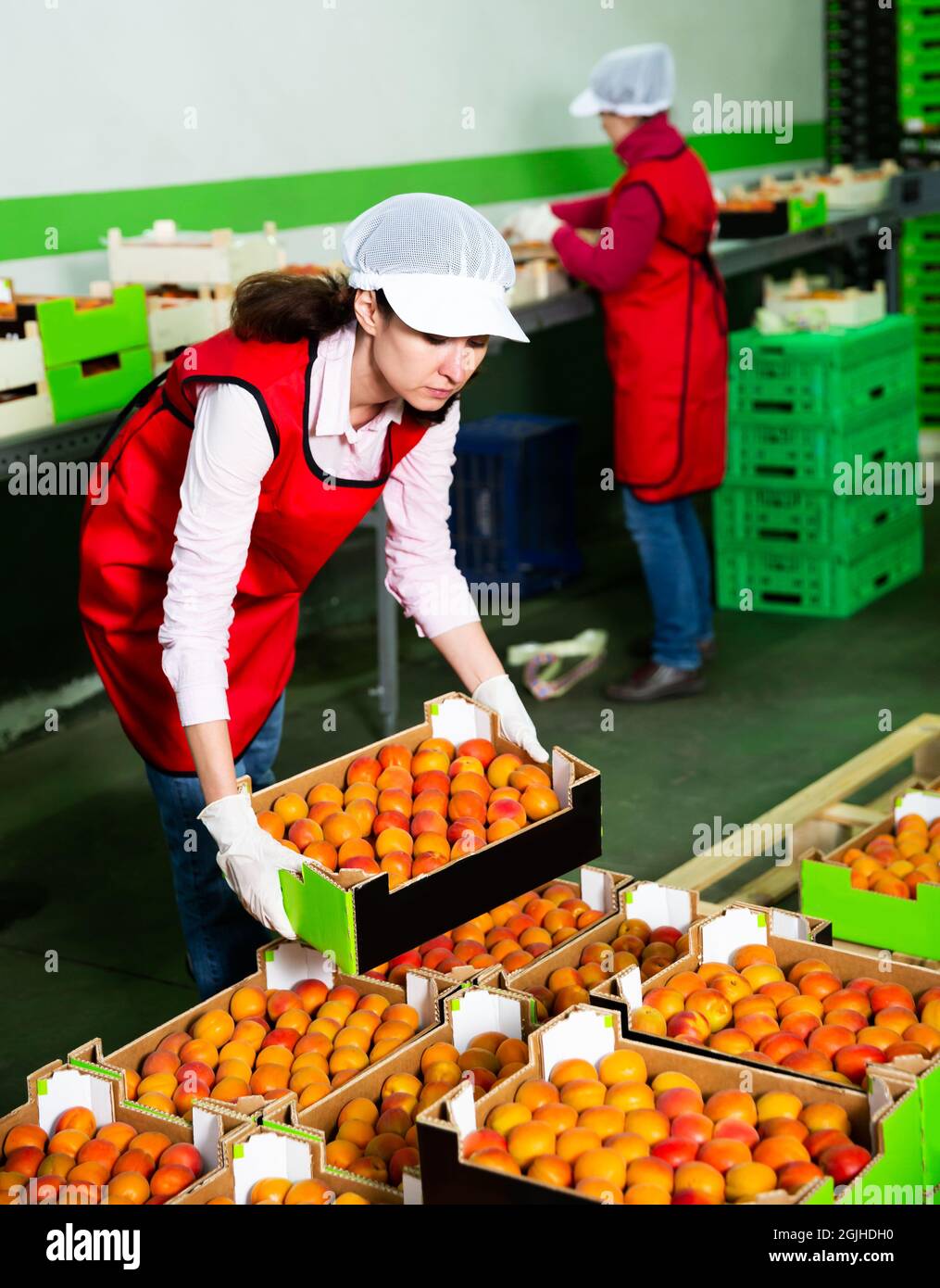 Female in process of sorting and packaging apricots Stock Photo - Alamy