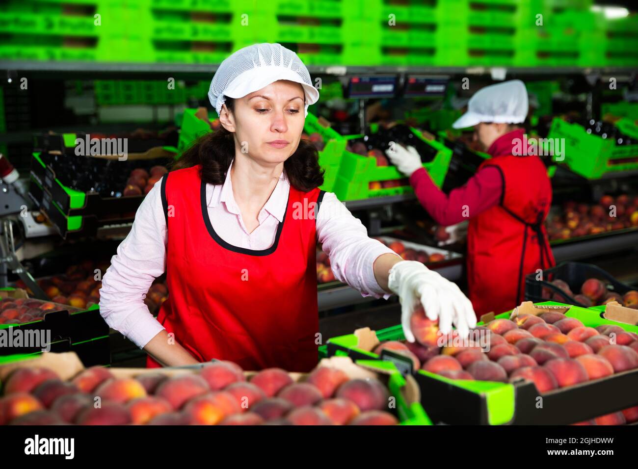 Two workers in process of sorting and packaging peaches Stock Photo - Alamy