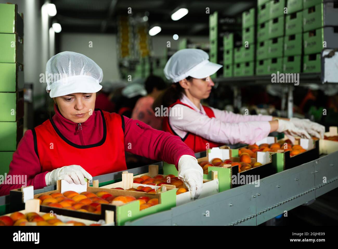 Two workers in process of sorting and packaging apricots Stock Photo ...