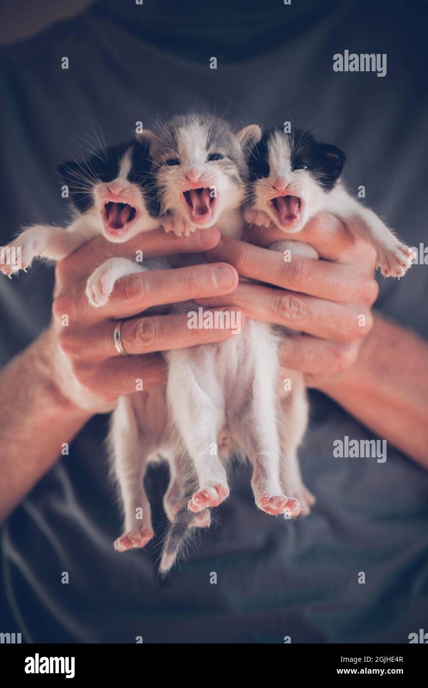 Еhree small kittens meowing in the hands of the owner Stock Photo - Alamy