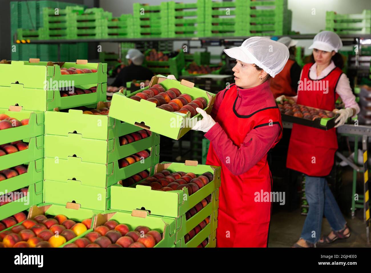 Female in process of sorting and packaging apricots Stock Photo - Alamy