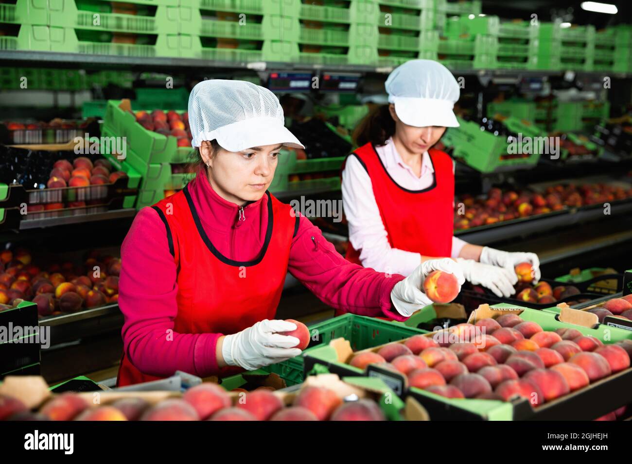 Focused woman working on fruit sorting line at warehouse, checking ...