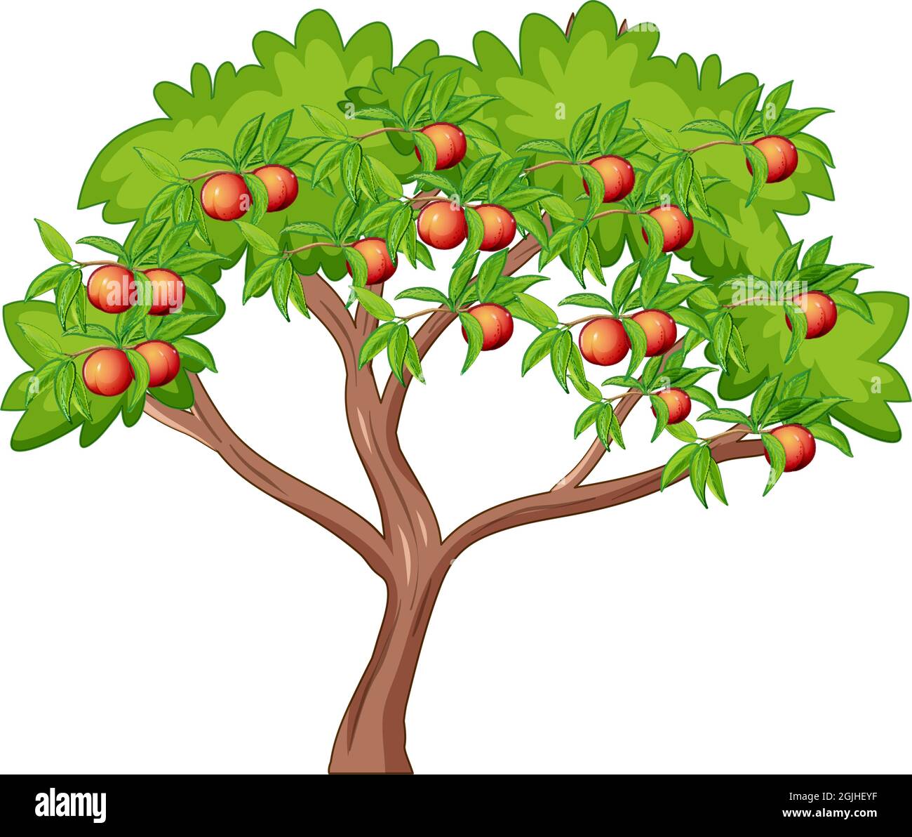 Many peaches on a tree isolated on white background illustration Stock ...