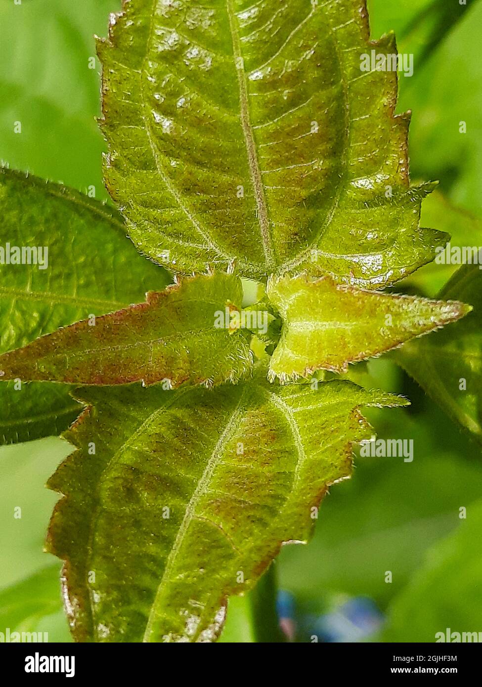 Urticaceae Family High Resolution Stock Photography and Images - Alamy