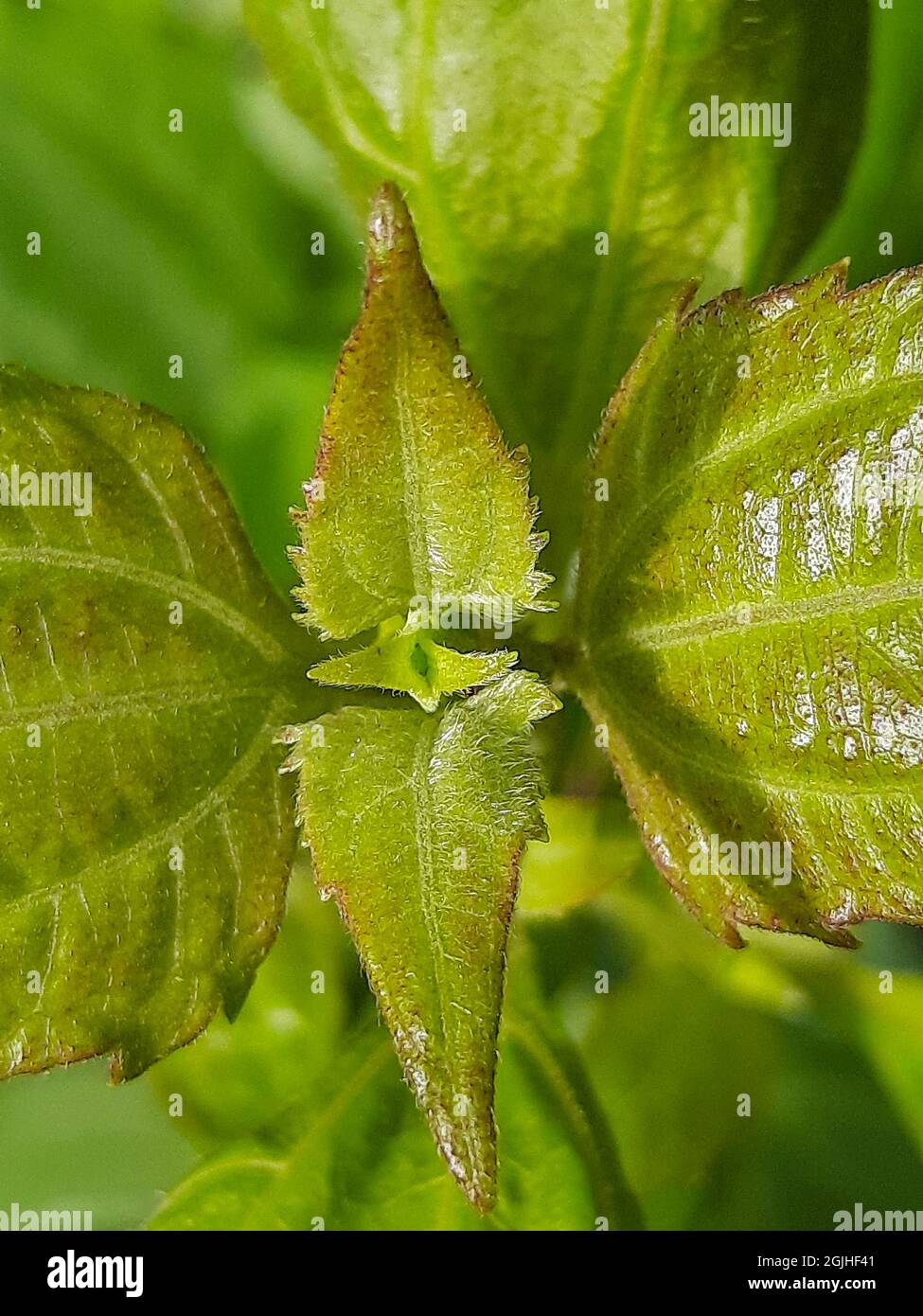 Urticaceae Family High Resolution Stock Photography and Images - Alamy