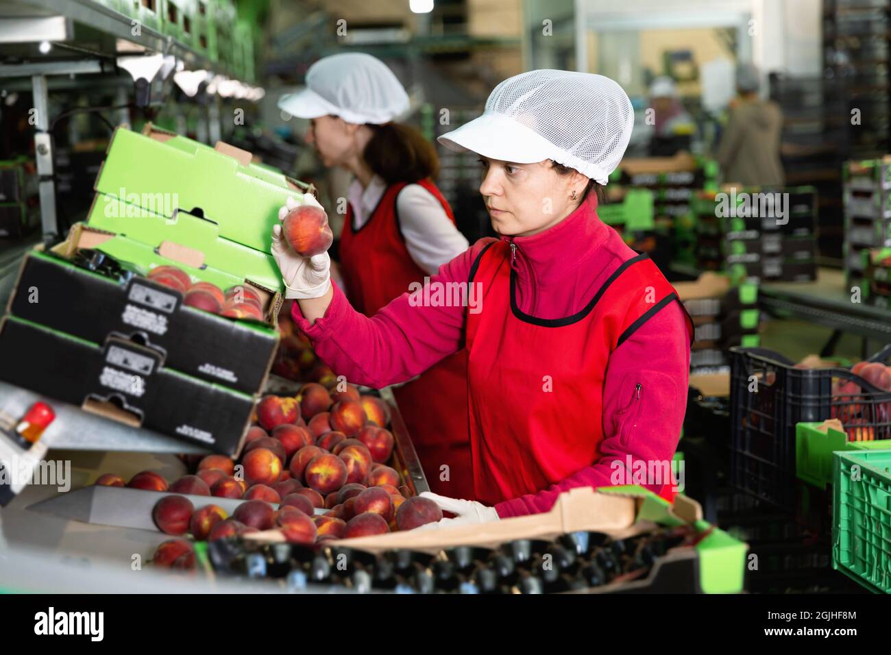 Focused woman working on fruit sorting line at warehouse, checking ...