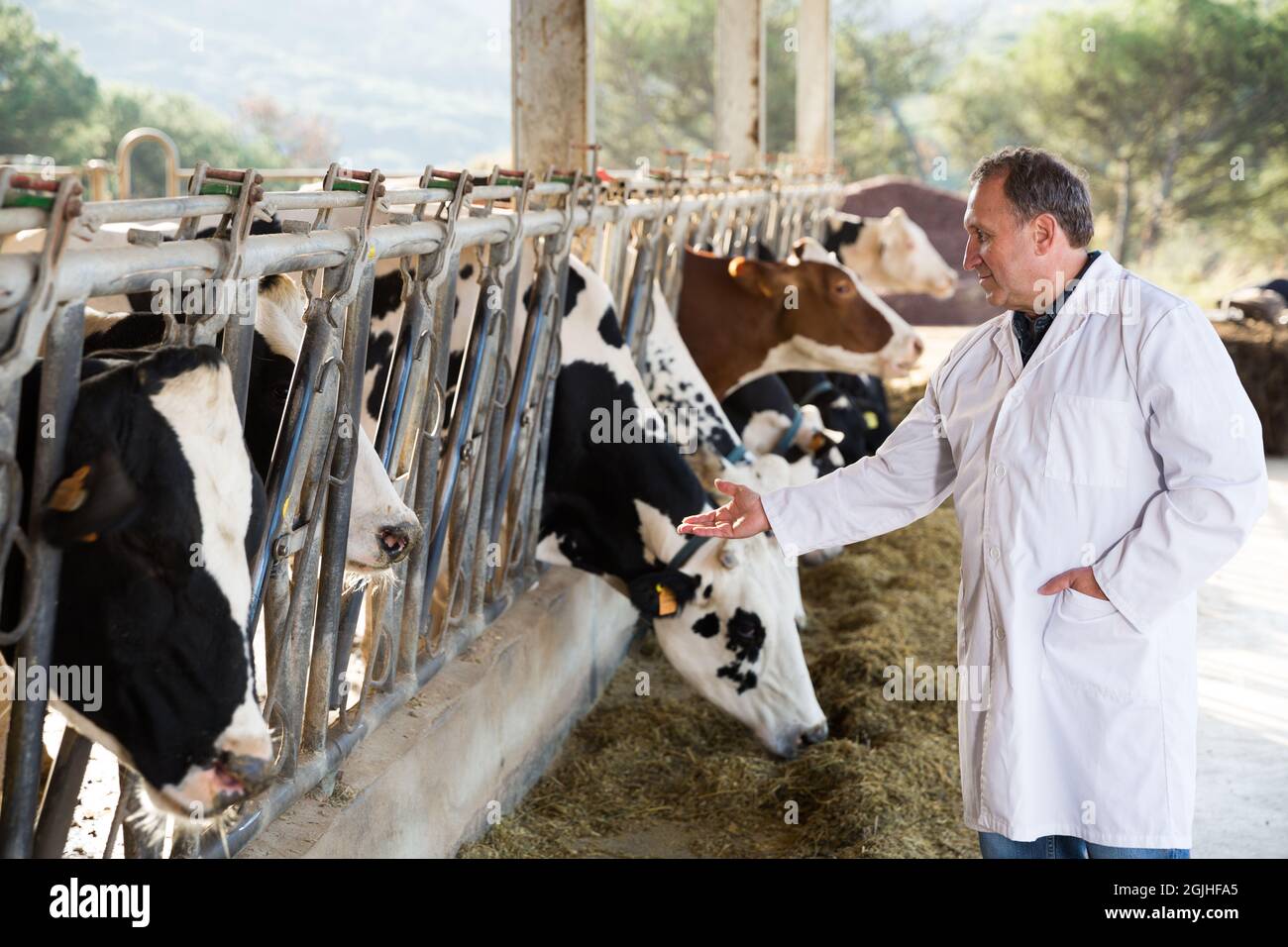 Inspecting cows hi-res stock photography and images - Alamy