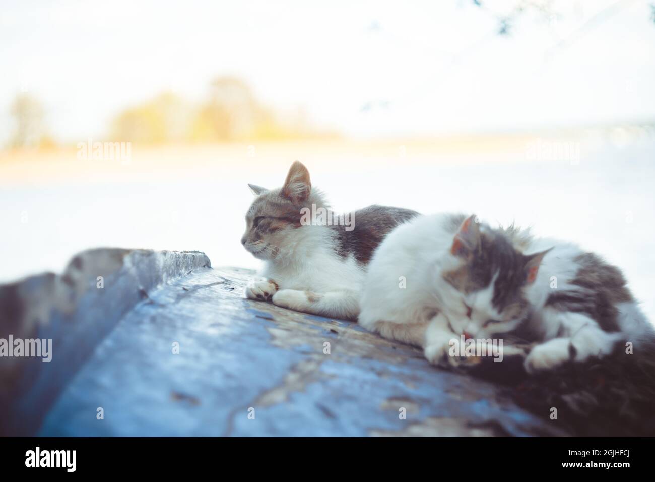 Japan boat cat hi-res stock photography and images - Alamy