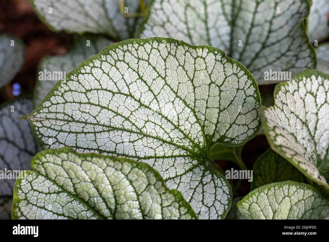 Heartleaf brunnera, Siberian bugloss ( Brunnera macrophylla 'Jack Frost ...