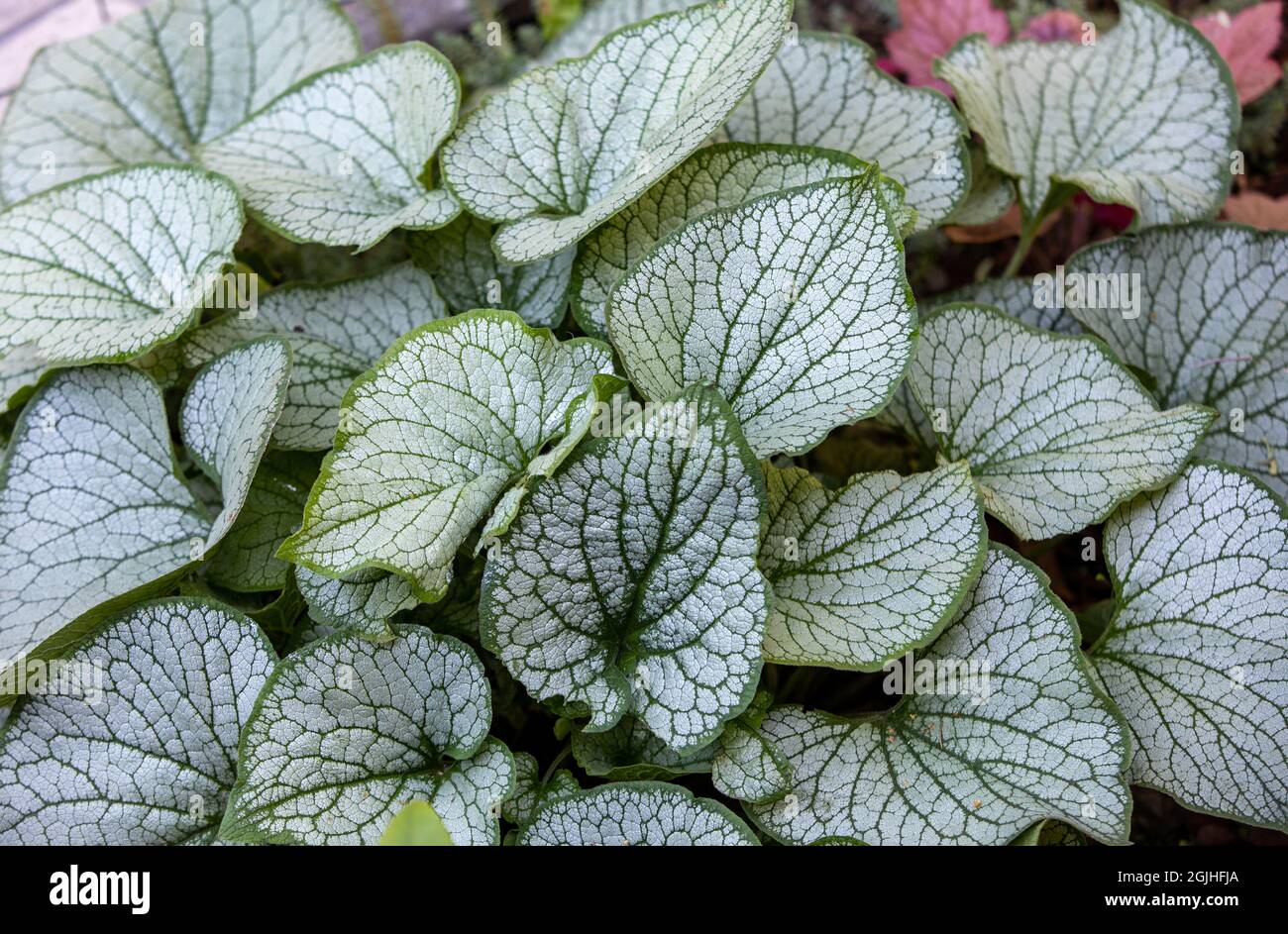 Heartleaf brunnera, Siberian bugloss ( Brunnera macrophylla 'Jack Frost ...