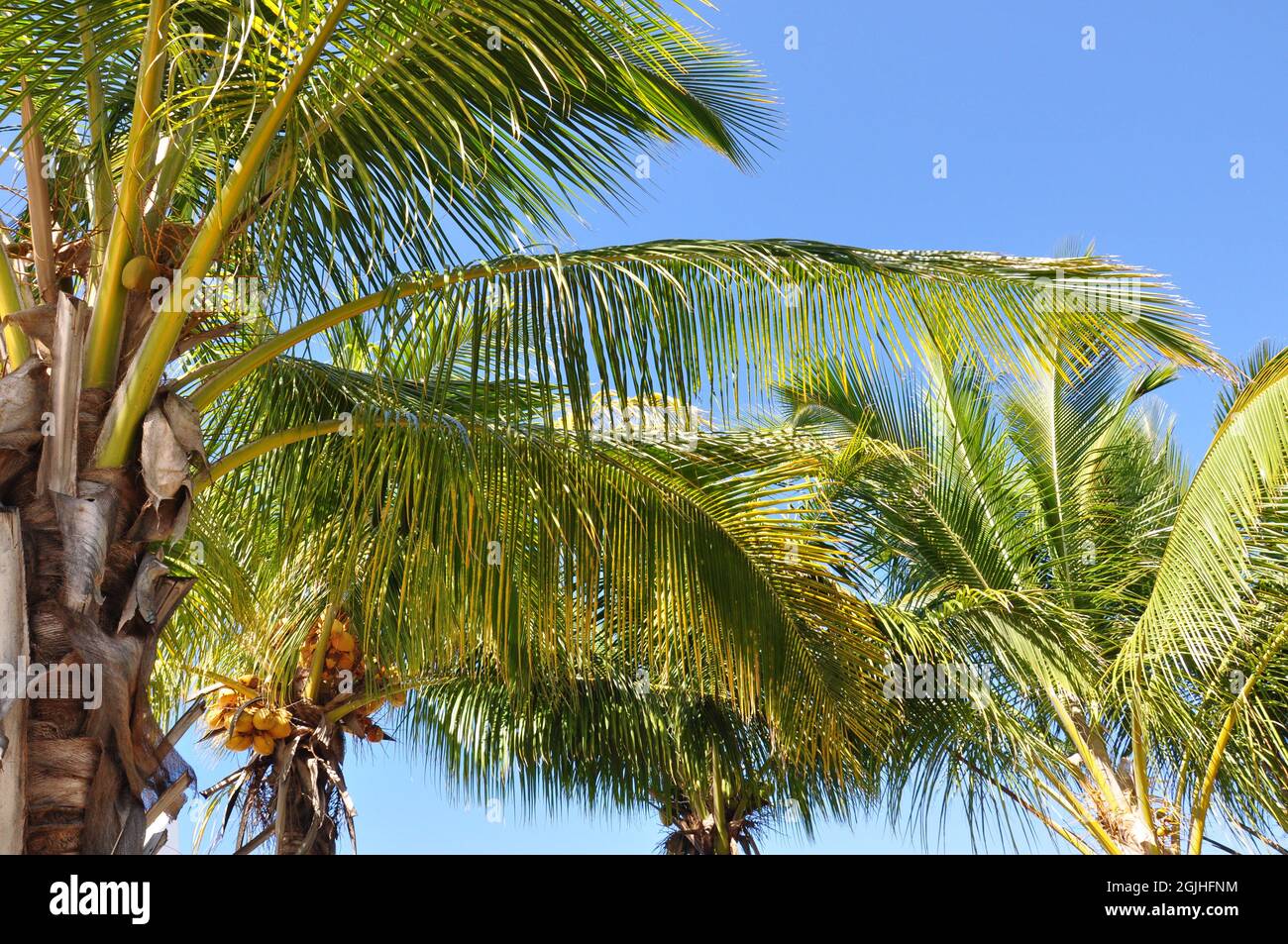 Coconuts mauritius hi-res stock photography and images - Alamy