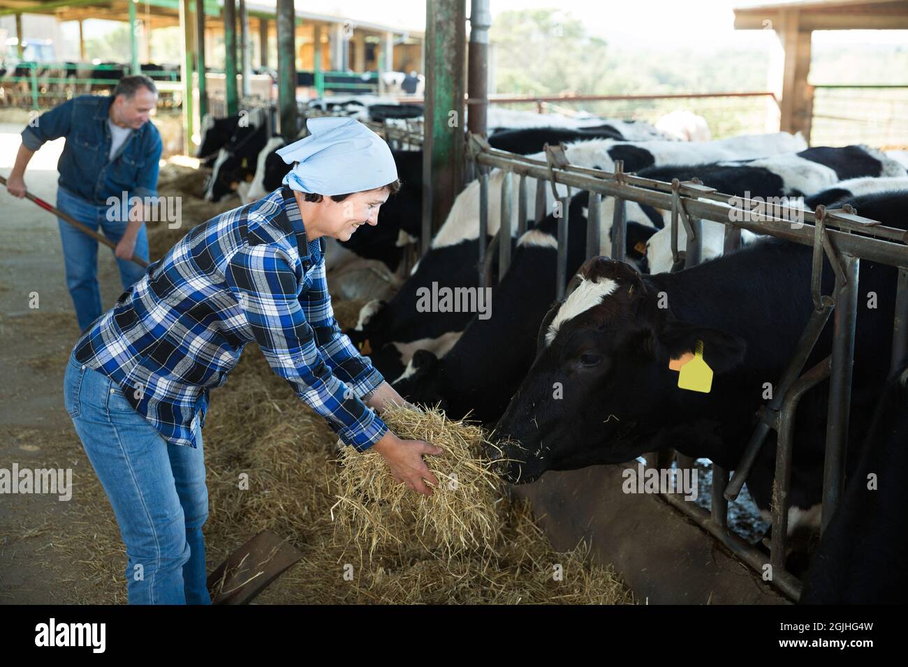 Smiling female feeding cows on farm Stock Photo - Alamy