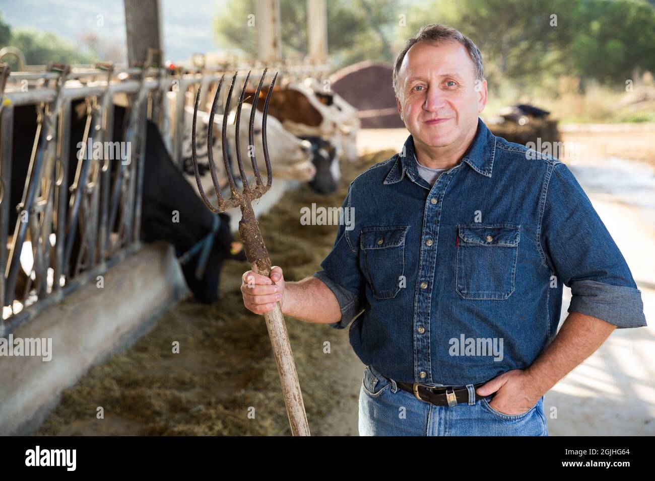 senior man owner of dairy farm Stock Photo - Alamy