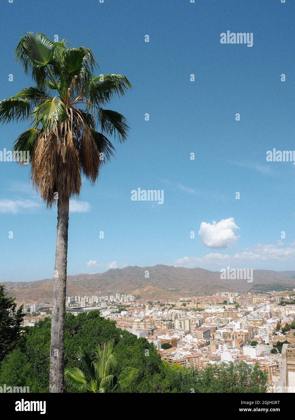 Vertical shot of coconut tree above city with green plants under blue ...