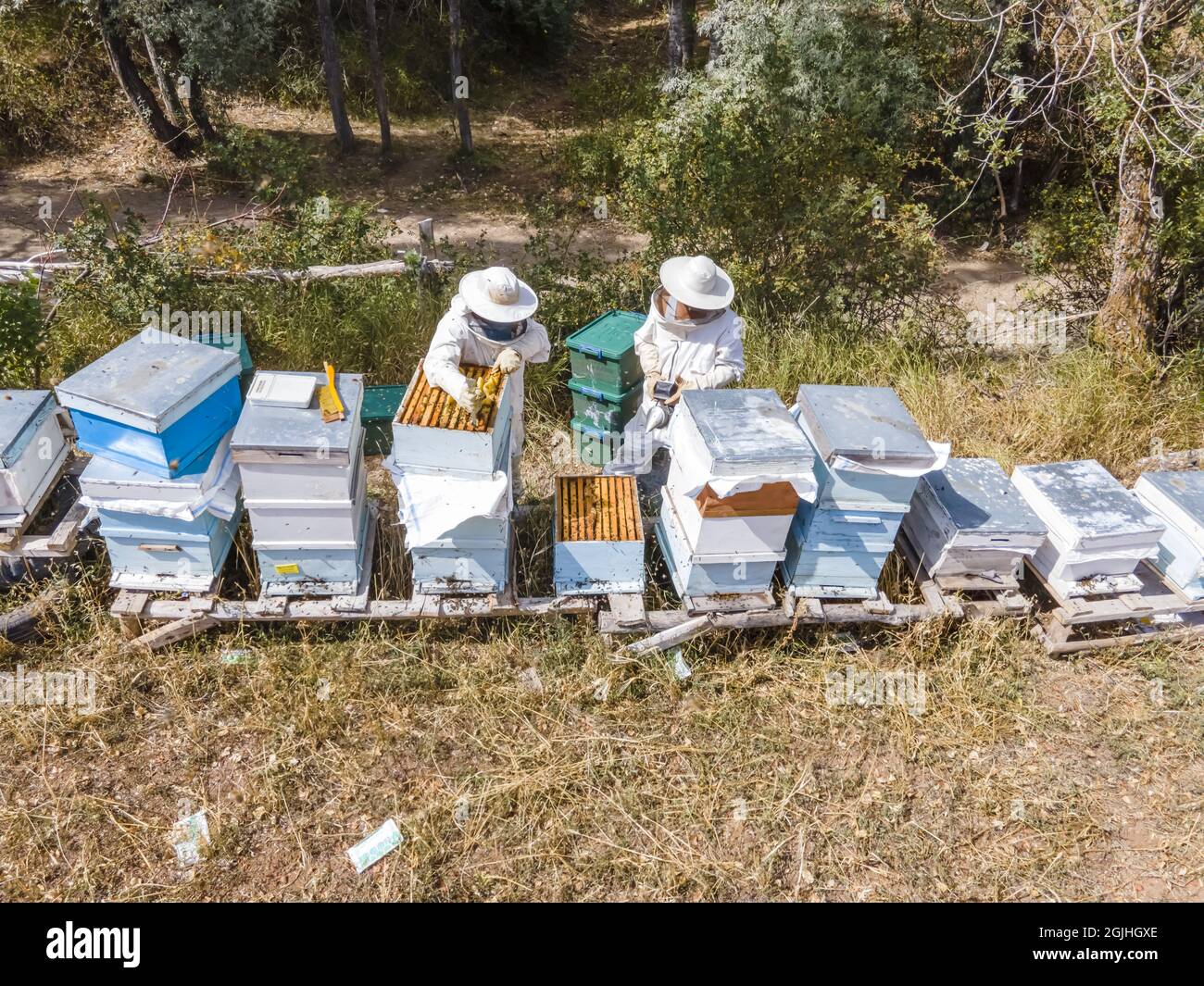 Harvesting the honey from the beehives Stock Photo - Alamy