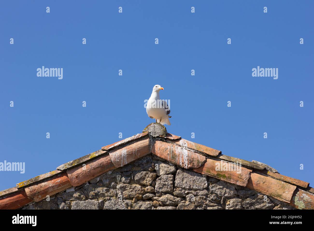 Seagull, a white-feathered bird that glides using air currents; usually ...