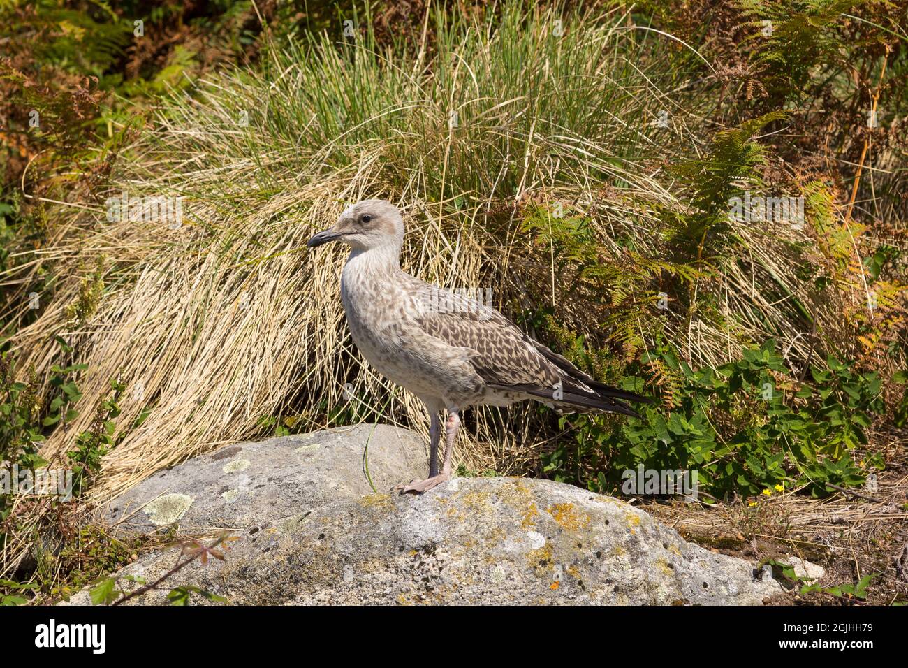 Using air currents hi-res stock photography and images - Alamy