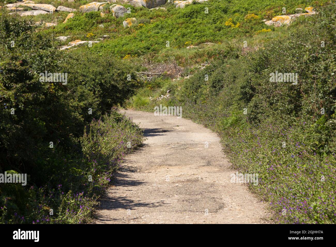 Wide, light-colored dirt road surrounded by green grass, illuminated by ...