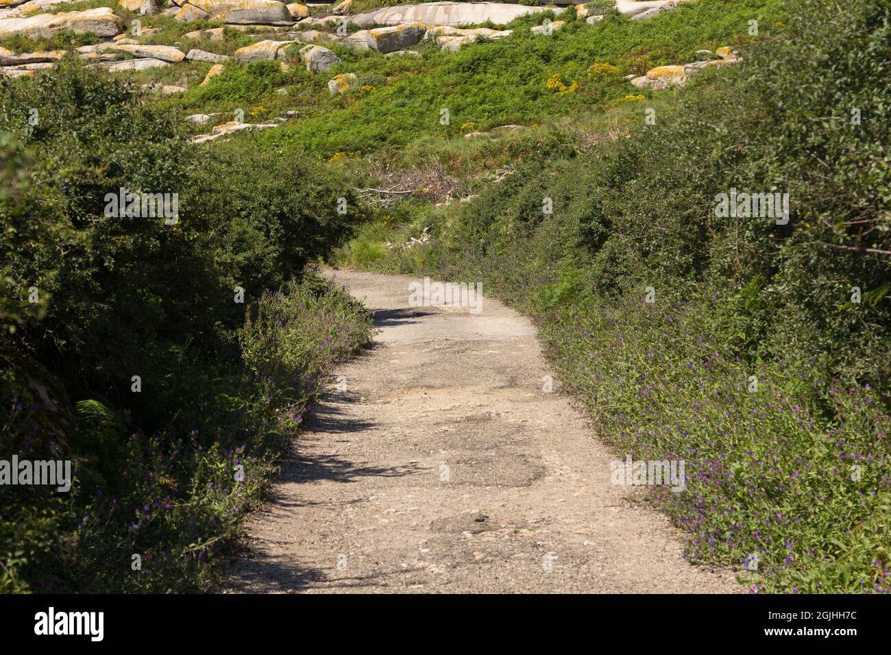 Wide, light-colored dirt road surrounded by green grass, illuminated by ...