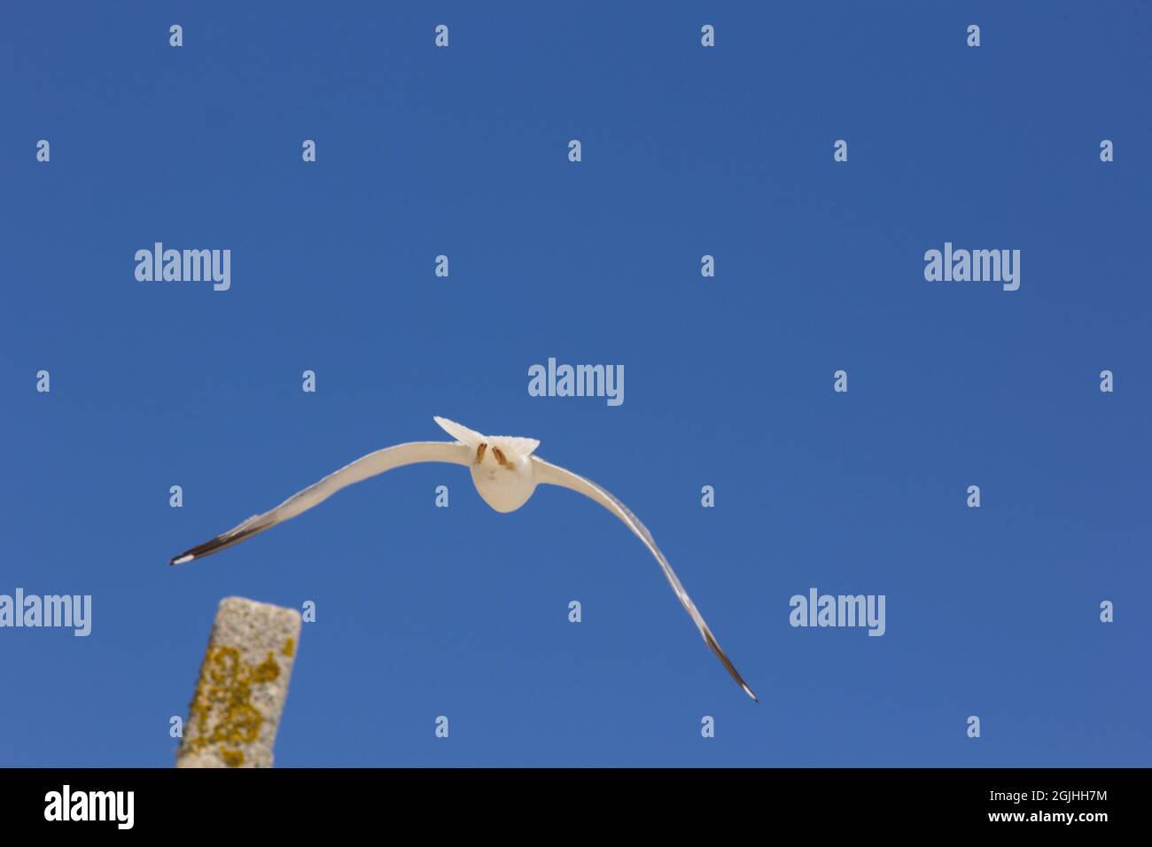 Seagull, a white-feathered bird that glides using air currents; usually ...
