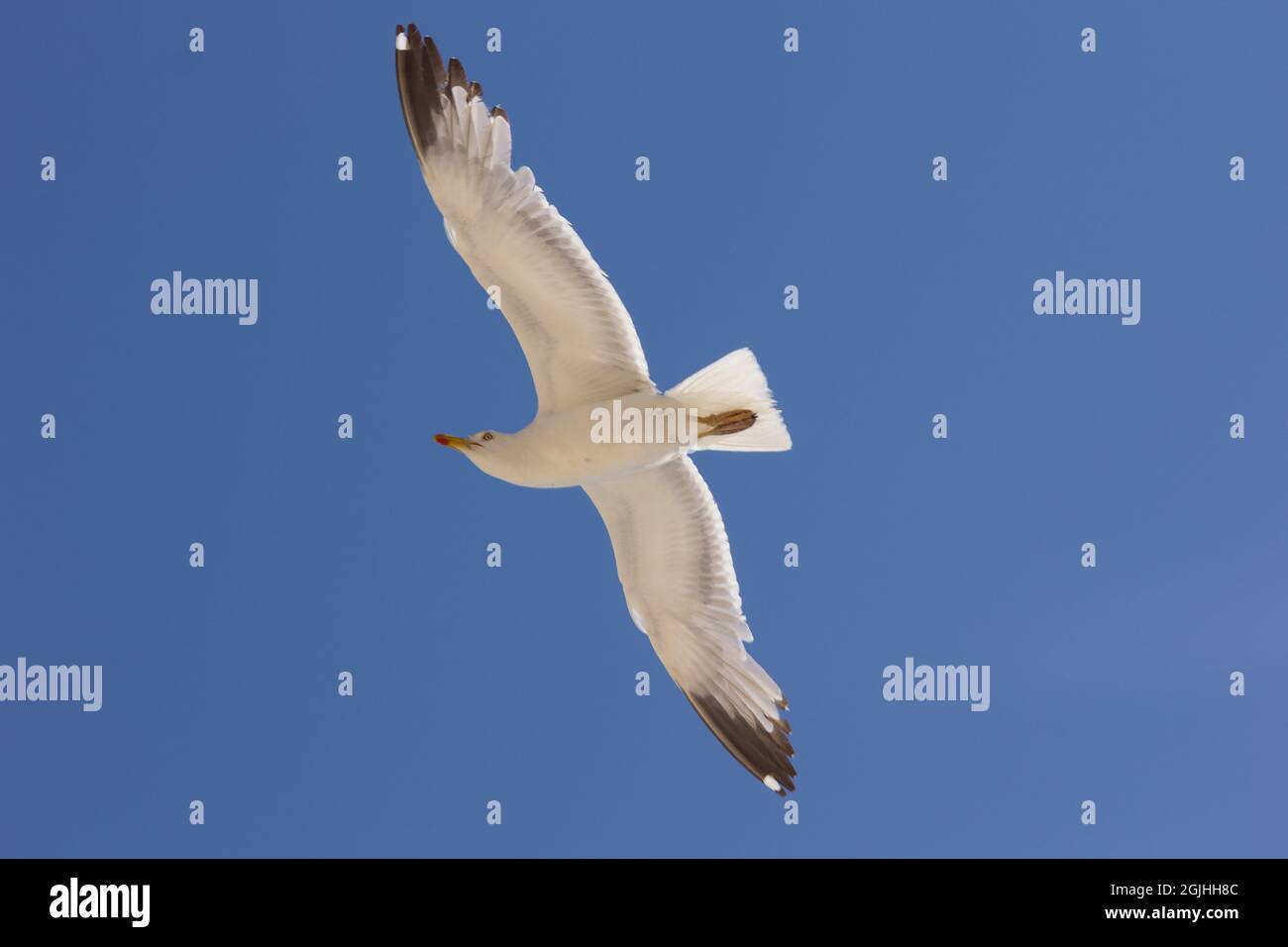 Seagull, a white-feathered bird that glides using air currents; usually ...