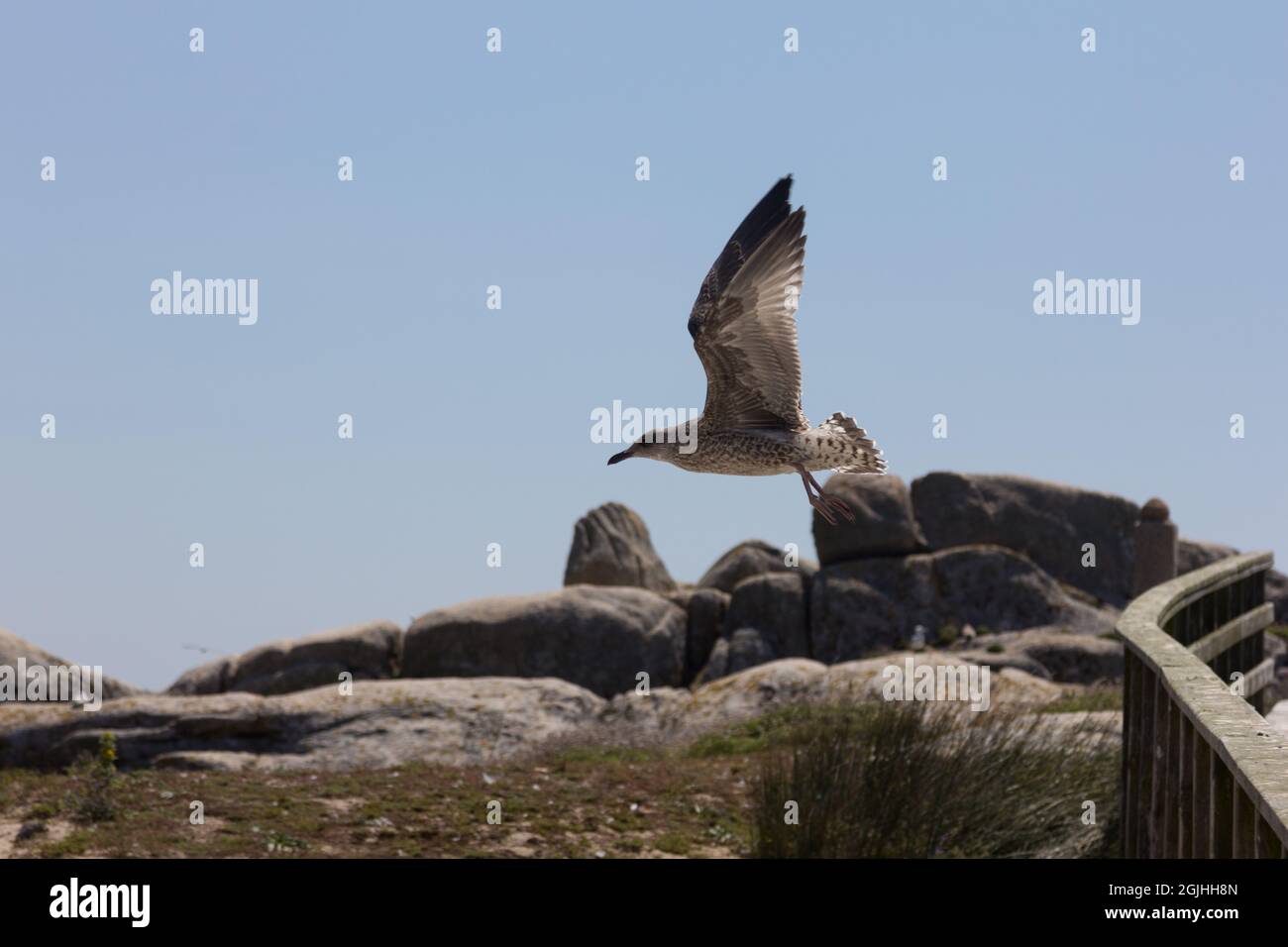 Seagull, a white-feathered bird that glides using air currents; usually ...