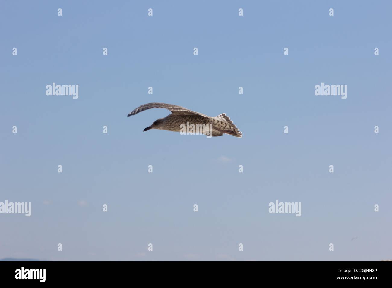Seagull, a white-feathered bird that glides using air currents; usually ...