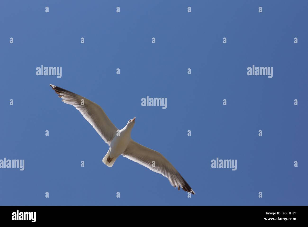 Seagull, a white-feathered bird that glides using air currents; usually ...
