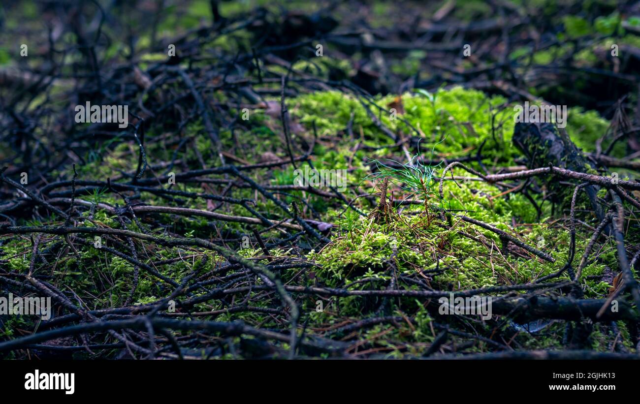 Damp rainforest environment hi-res stock photography and images - Alamy