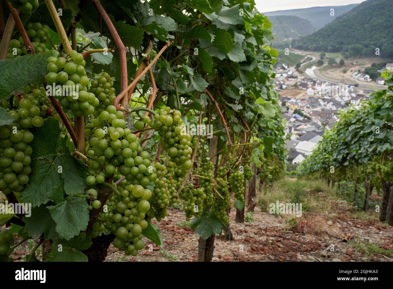 Ahr flood vineyards 2021 hi-res stock photography and images - Alamy