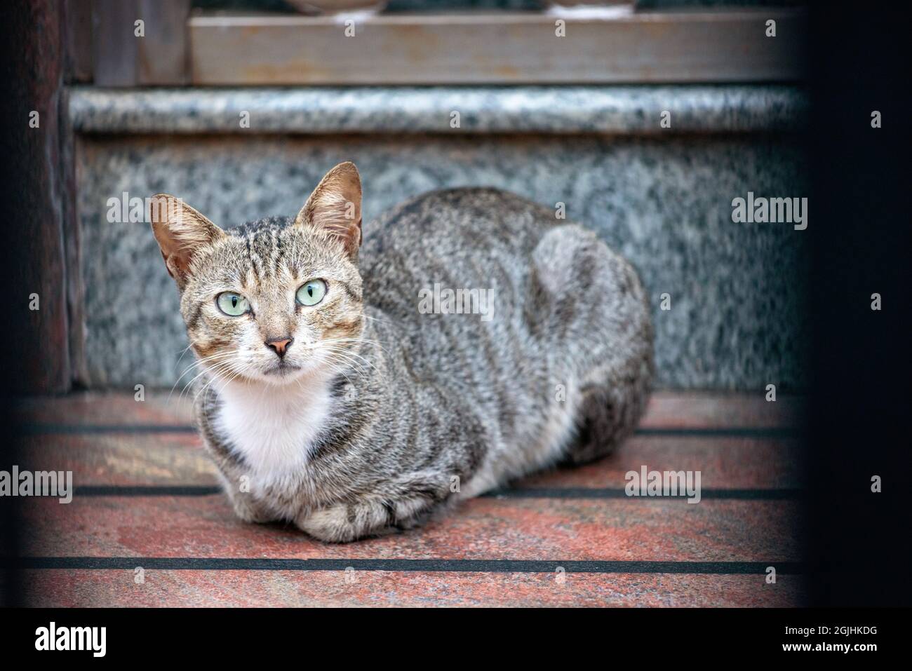Hong kong cats hi-res stock photography and images - Alamy
