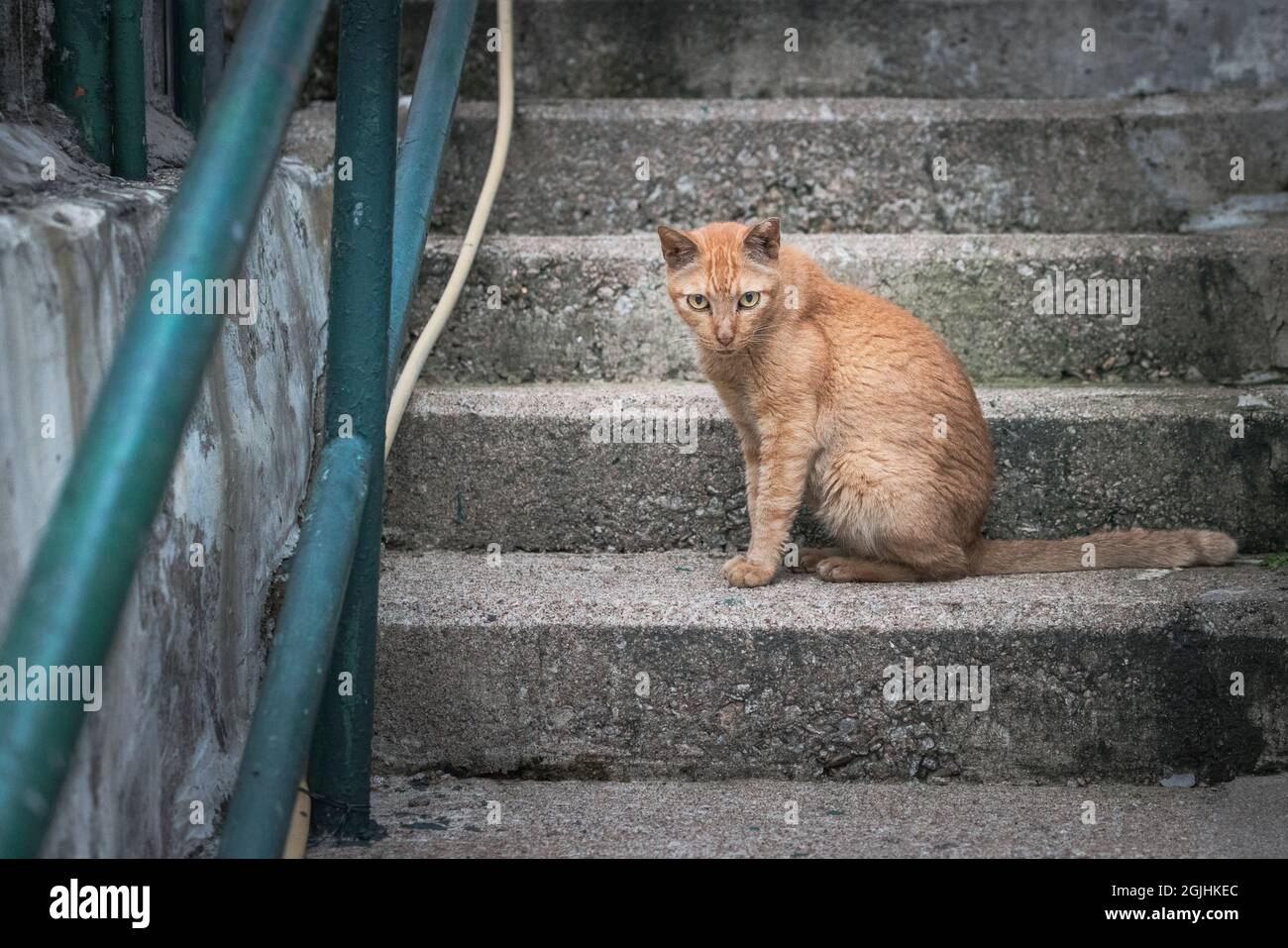 Hong kong cats hi-res stock photography and images - Alamy